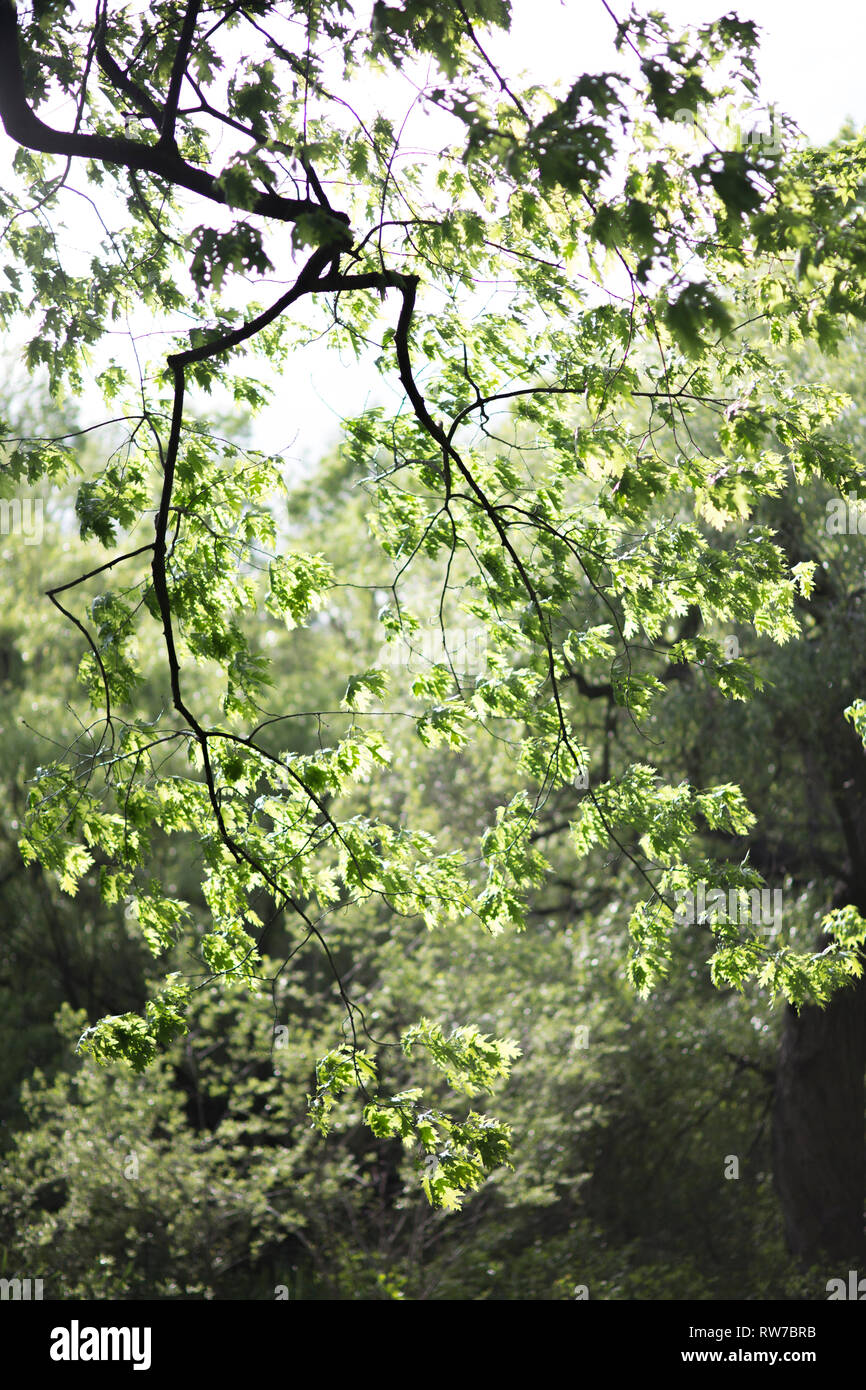 Oak Tree Branch with Green Leaves Blowing in Wind Stock Photo - Alamy
