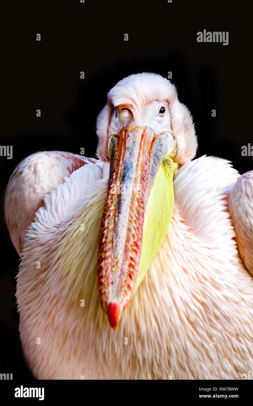 funny pelican portrait with nice curly hair Stock Photo - Alamy