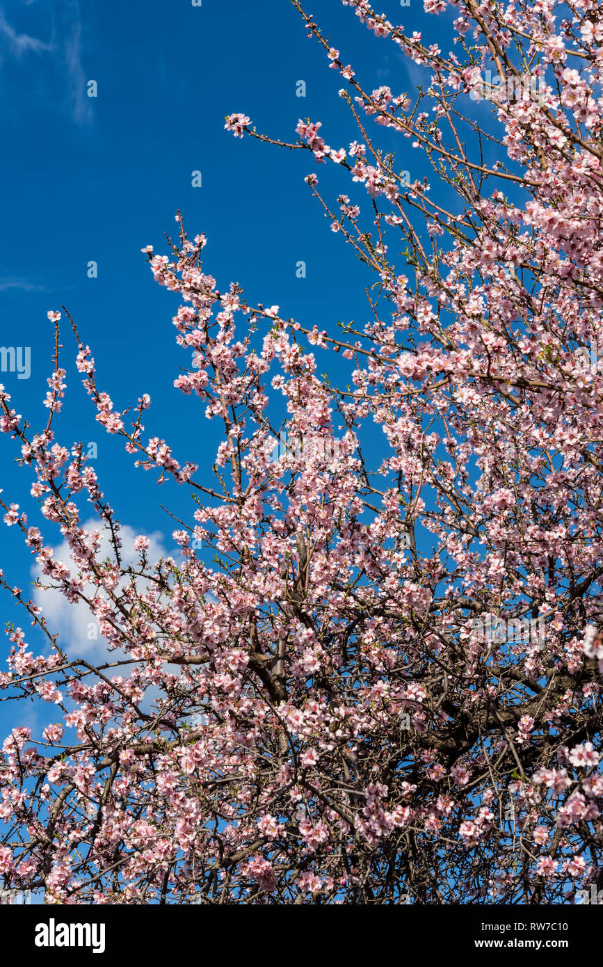 Almond trees blooming - pink - white flowers blue sky green grass in ...