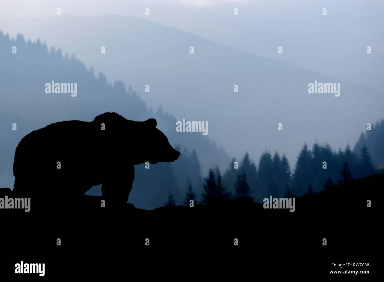 Wilderness landscape with bear silhouette on mountains background Stock ...