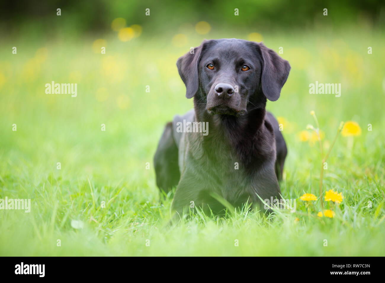 Portrait of a black labrador retriever Stock Photo - Alamy