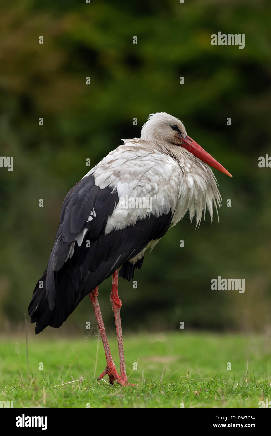 Stork on field spring hi-res stock photography and images - Alamy