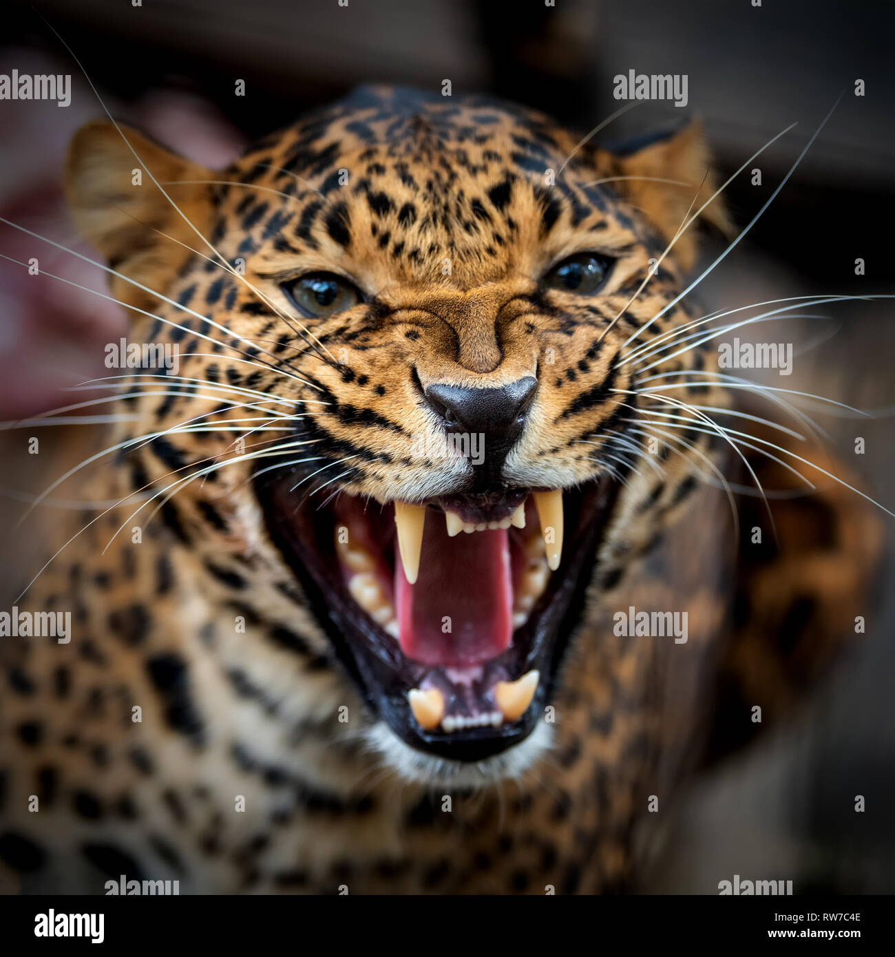 Close up young leopard portrait in nature Stock Photo - Alamy