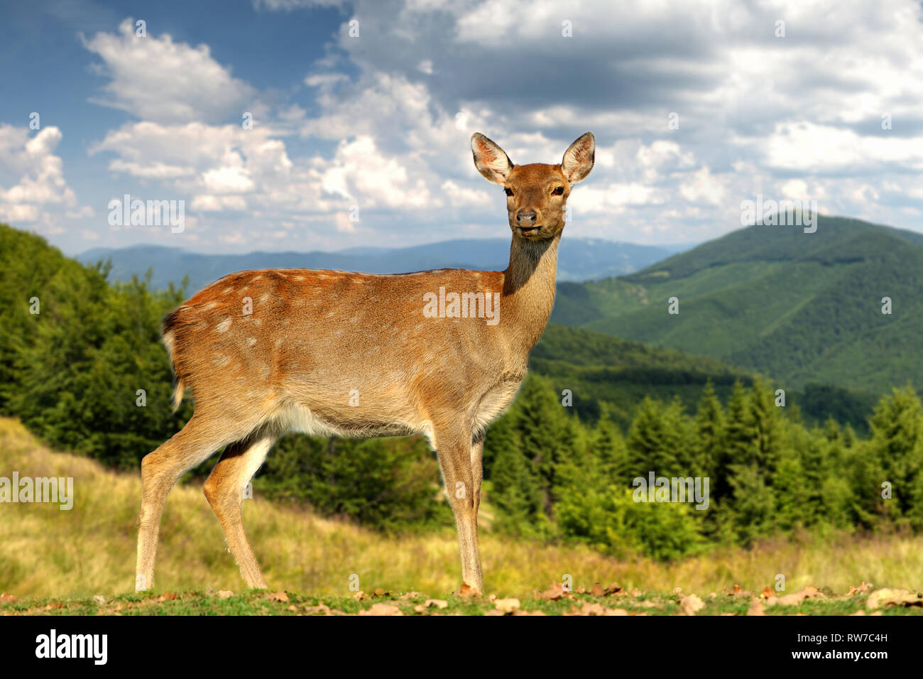 Deer on mountain background in spring time Stock Photo - Alamy