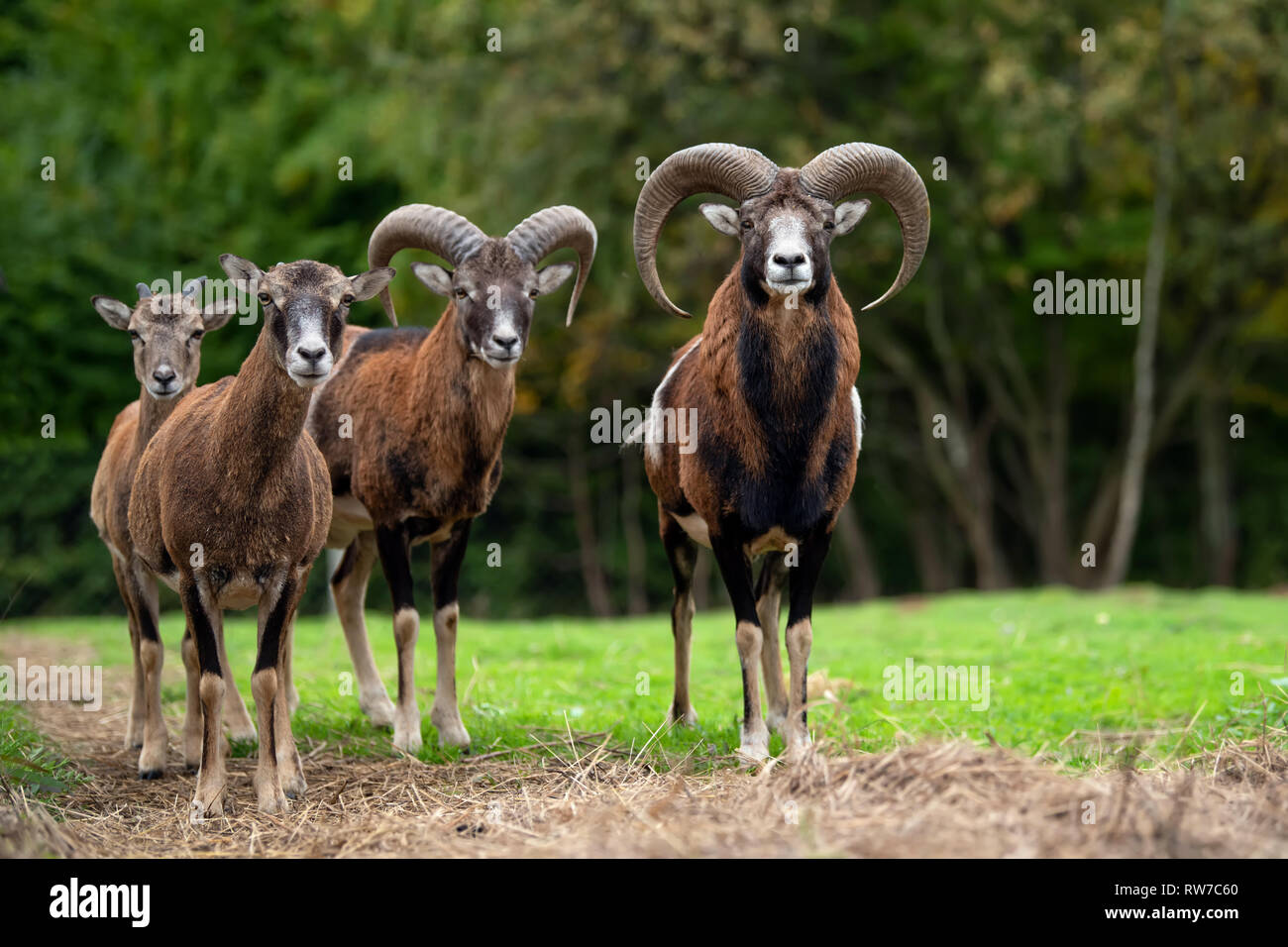 Big european moufflon in the nature habitat Stock Photo - Alamy