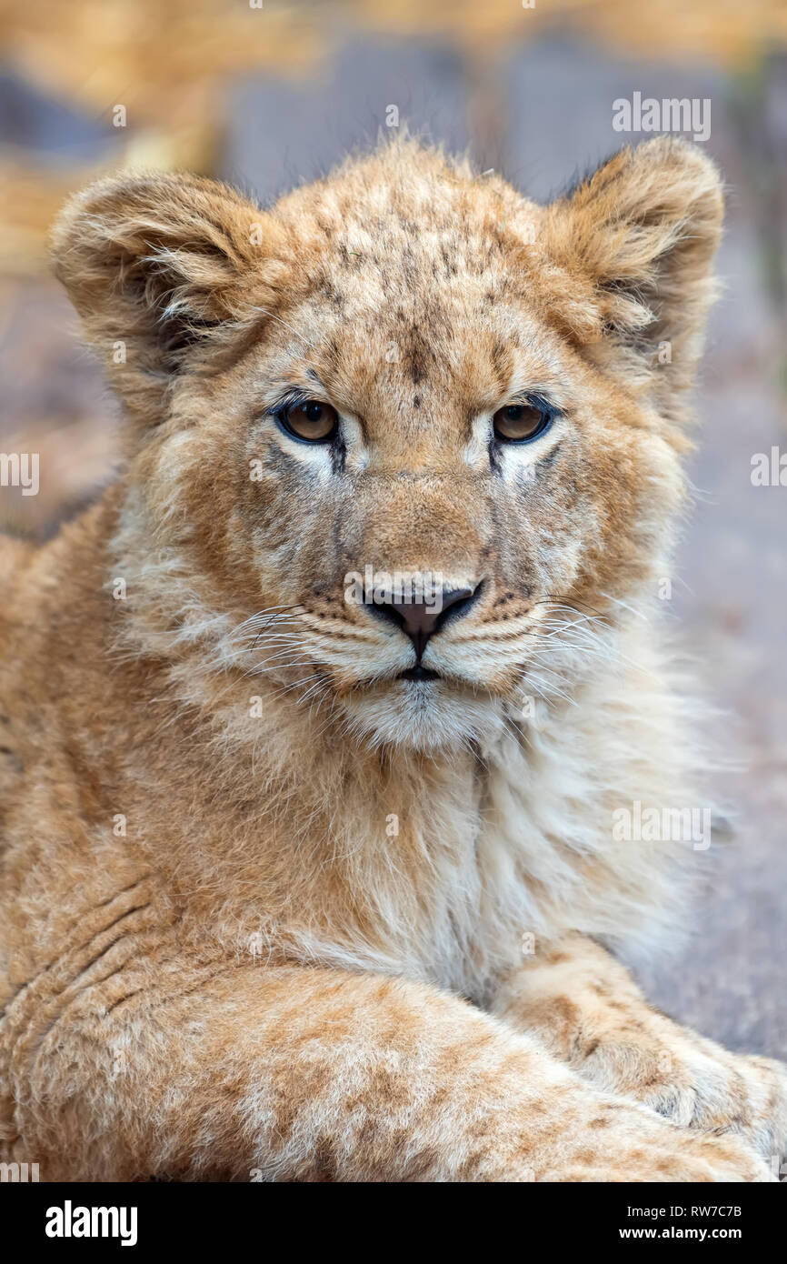 Lion cub portrait hi-res stock photography and images - Alamy