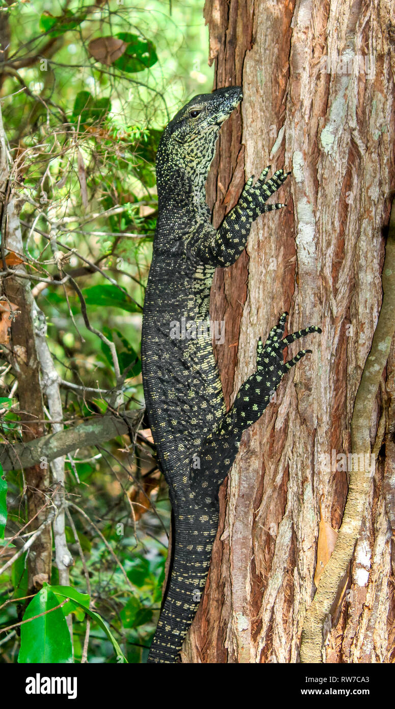 giant iguana climbing up the tree in rainforest Australia, adventure ...