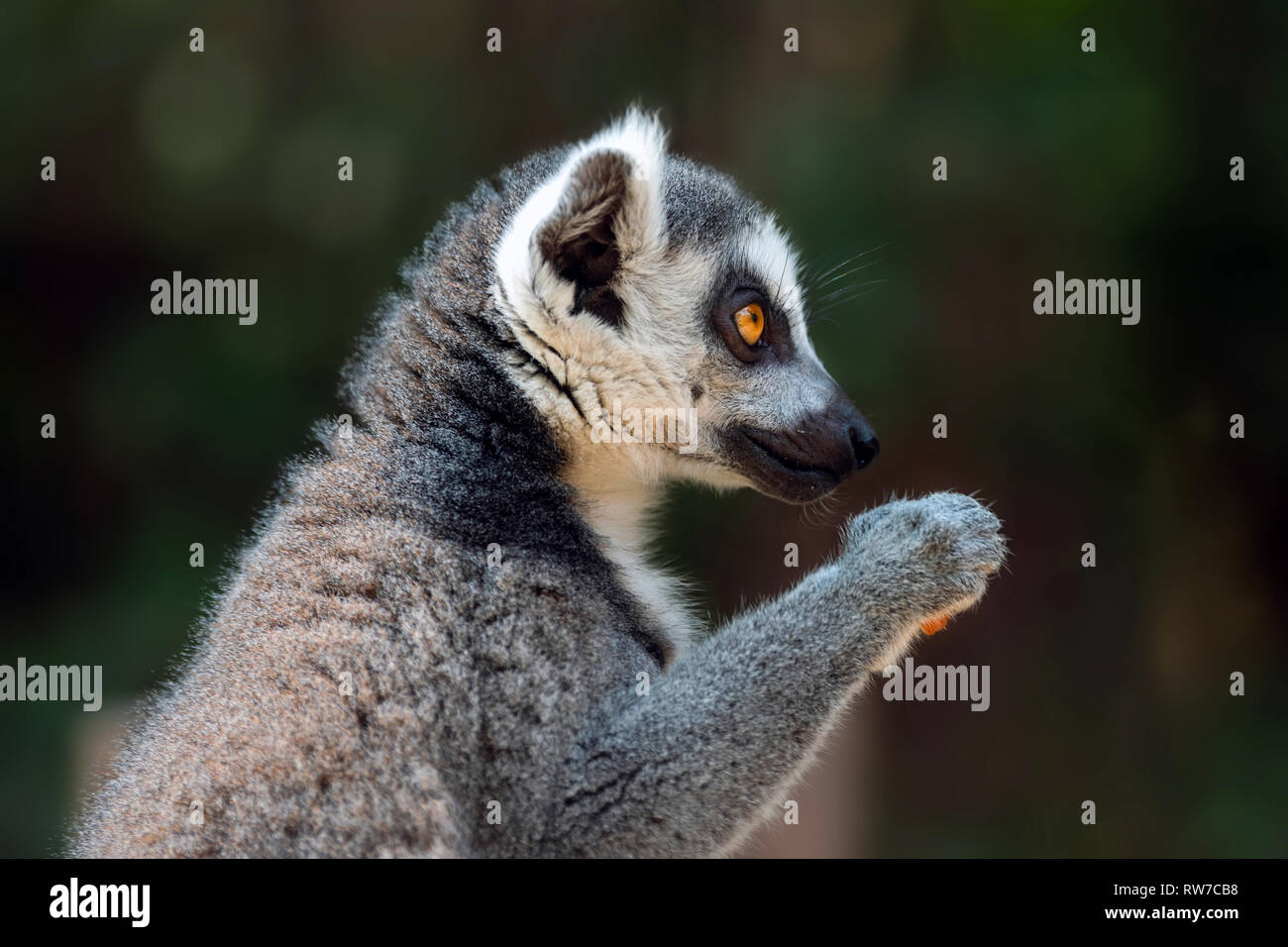 Beauty lemur portrait hi-res stock photography and images - Alamy