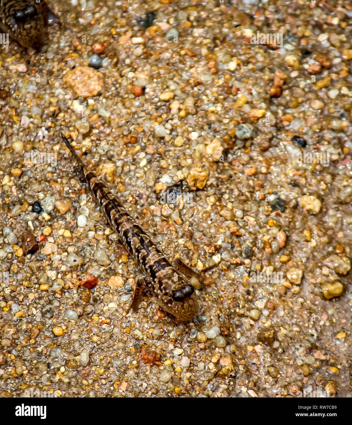 mud springer hidden in the sand, travel adventure Australia rainforest ...