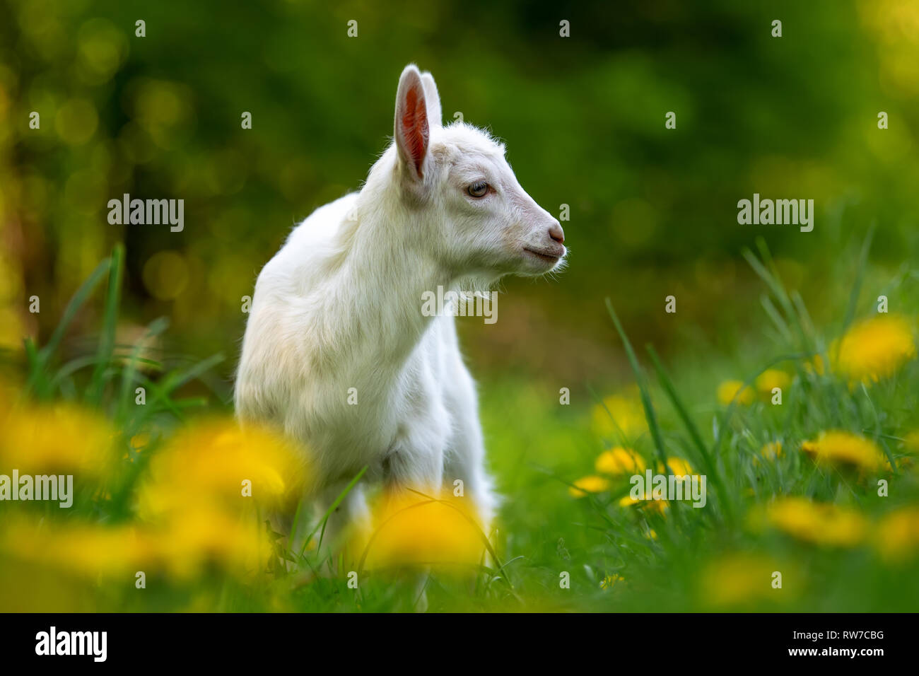 Baby goat milk hi-res stock photography and images - Alamy