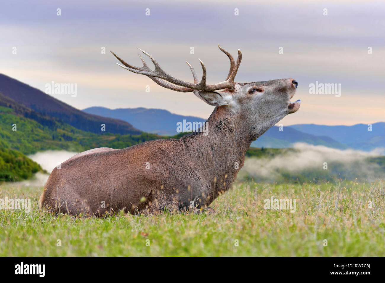 Deer on mountain background in spring time Stock Photo - Alamy