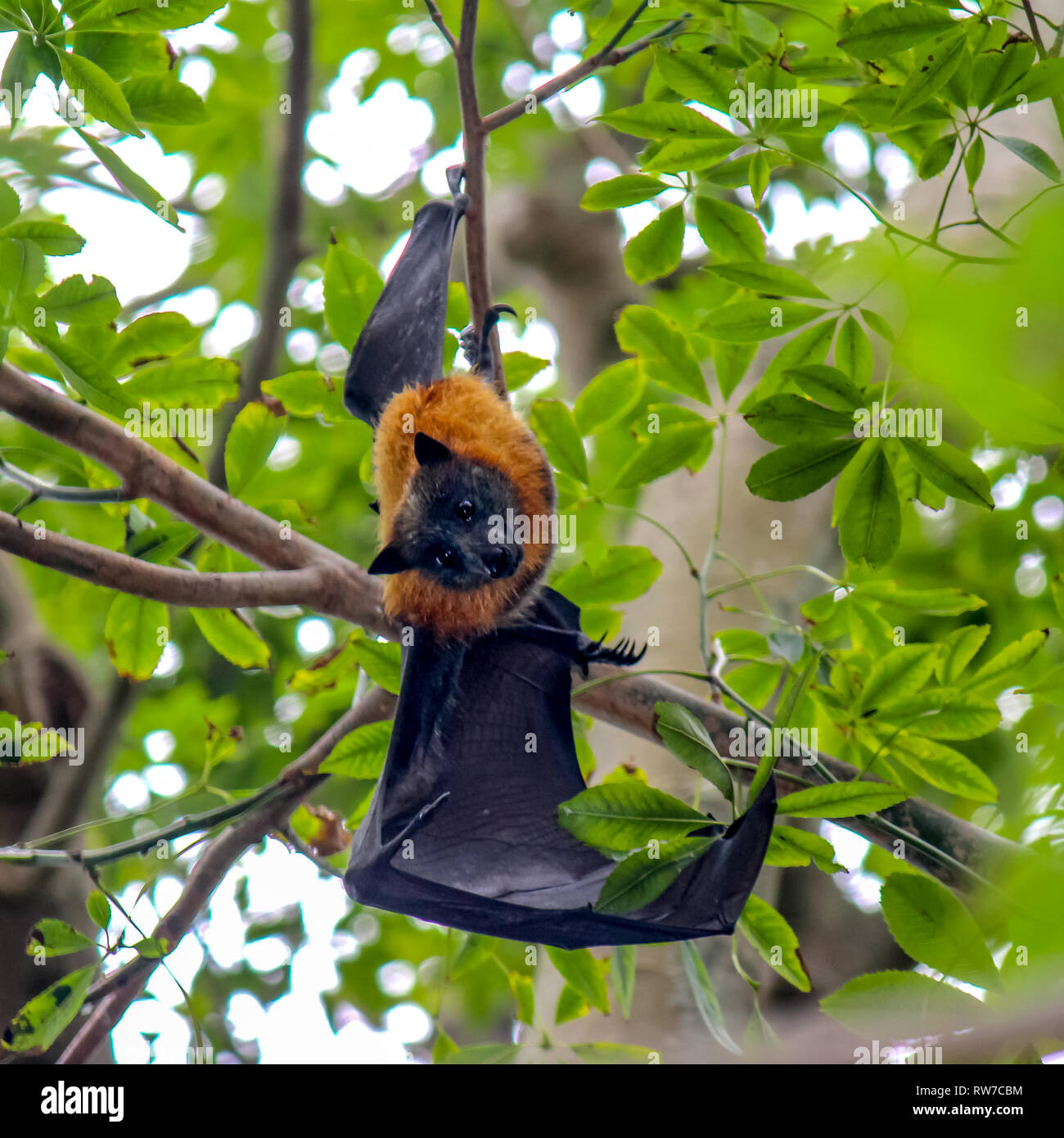 flying fox portrait hanging down from tree with welcome gesture, travel ...