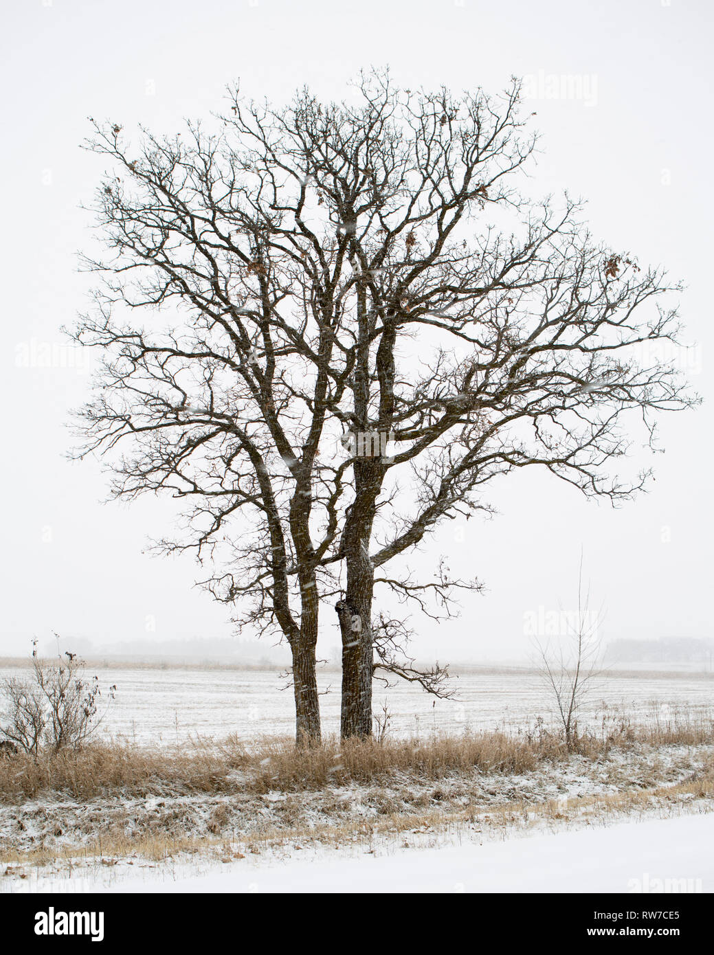 Two trees edge field hi-res stock photography and images - Alamy