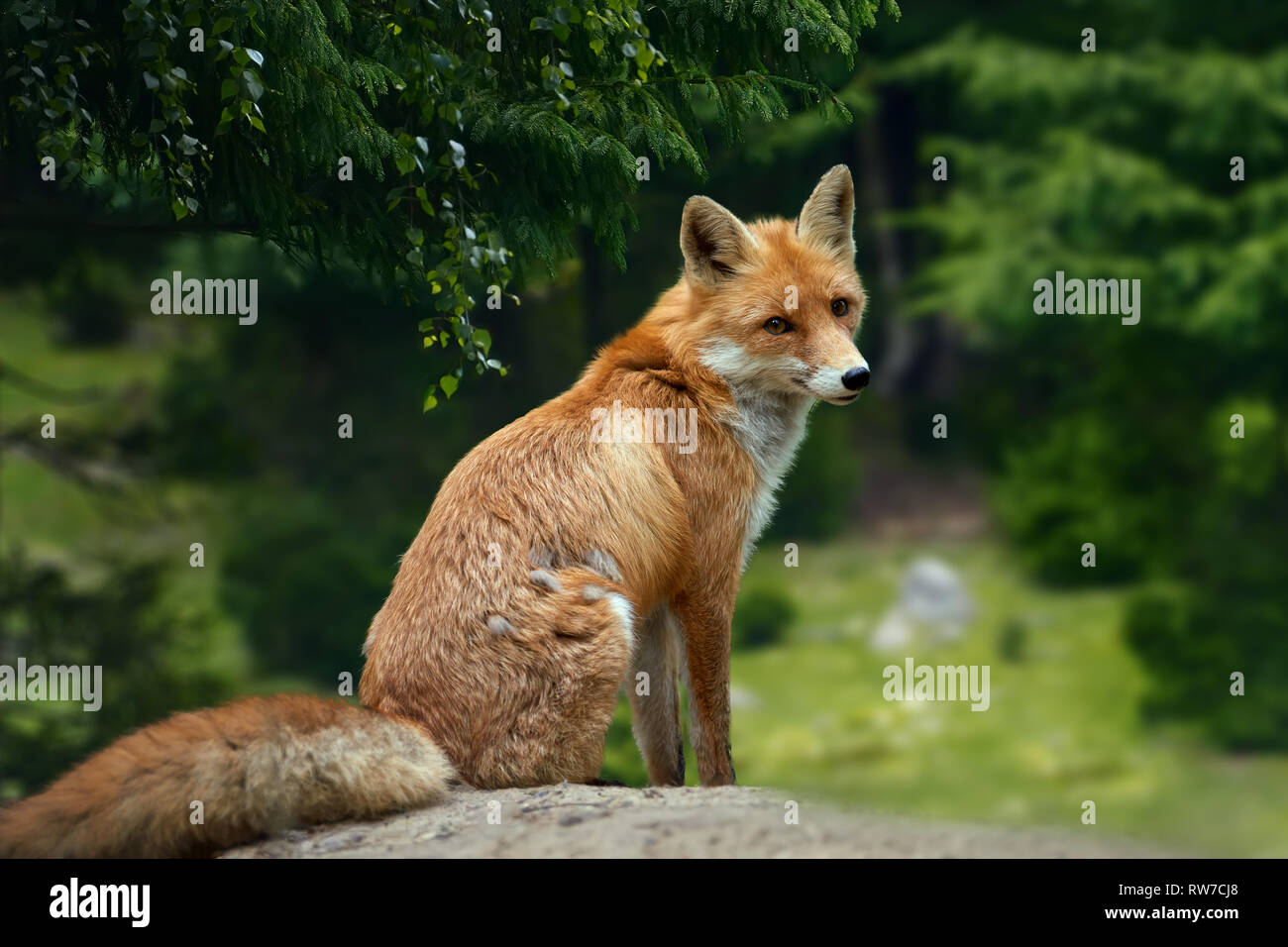 Red fox resting close hi-res stock photography and images - Alamy