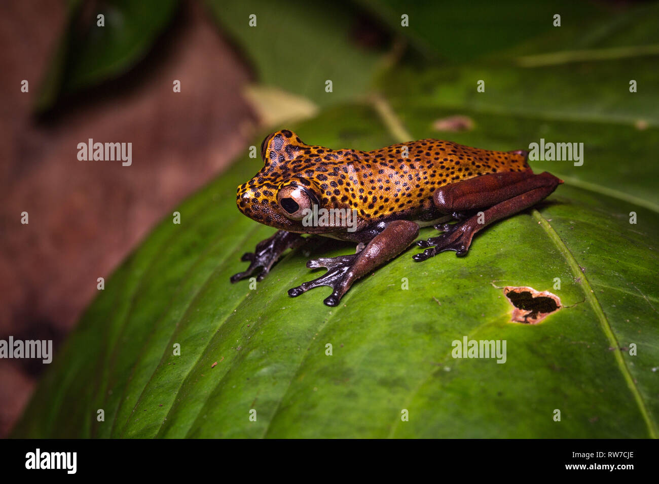 Colombia and peru hi-res stock photography and images - Alamy