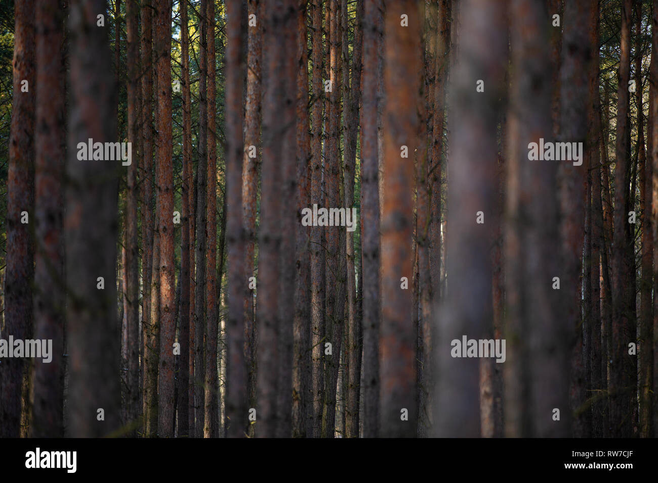 Field backdrop with forest hi-res stock photography and images - Alamy