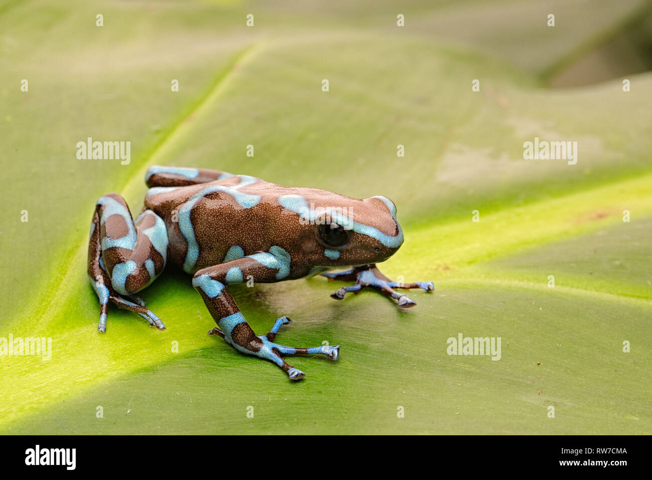 Poison arrow frog, Dendrobates auratus from the tropical rain forest of ...