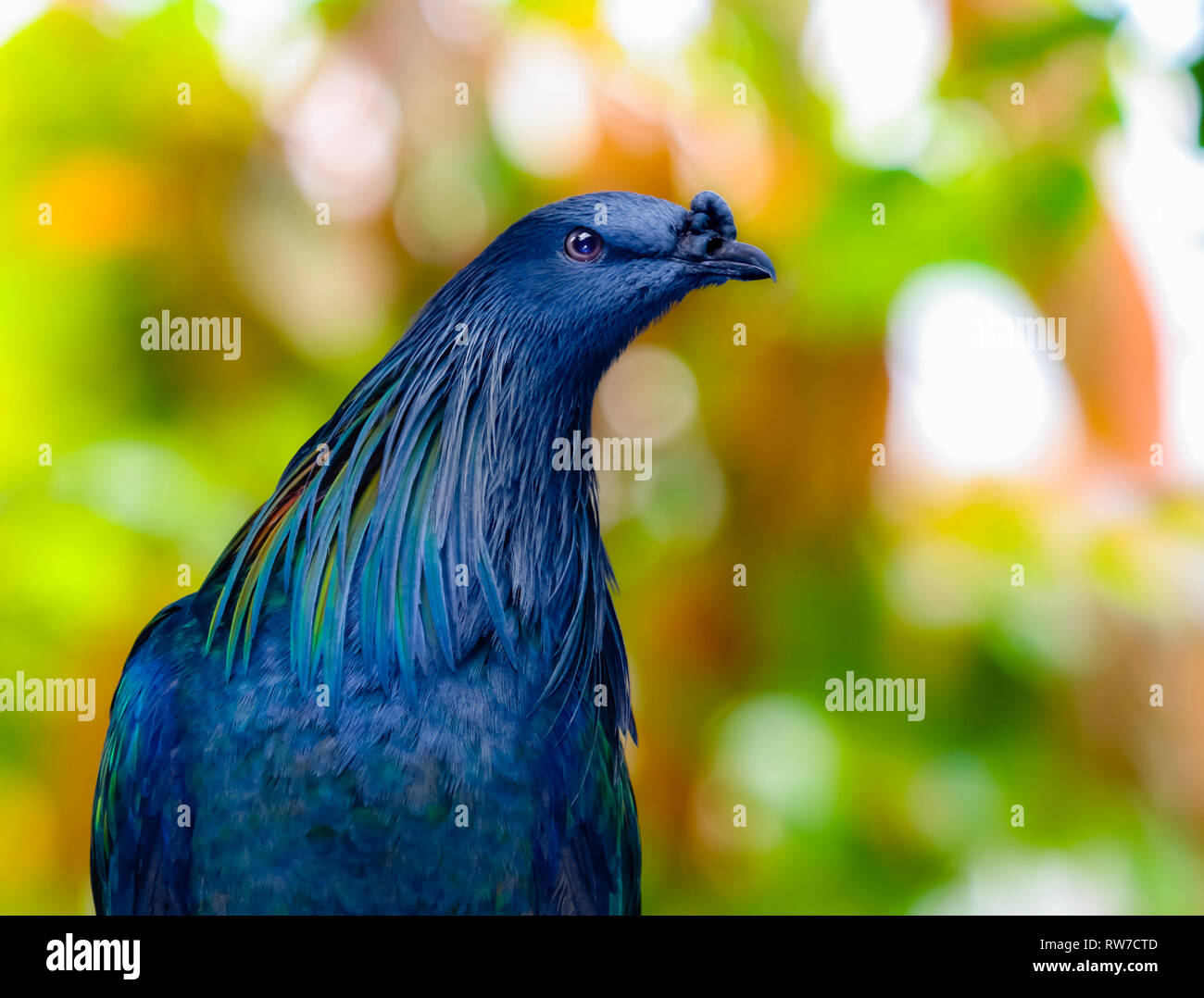 Rainforest australia hi-res stock photography and images - Alamy