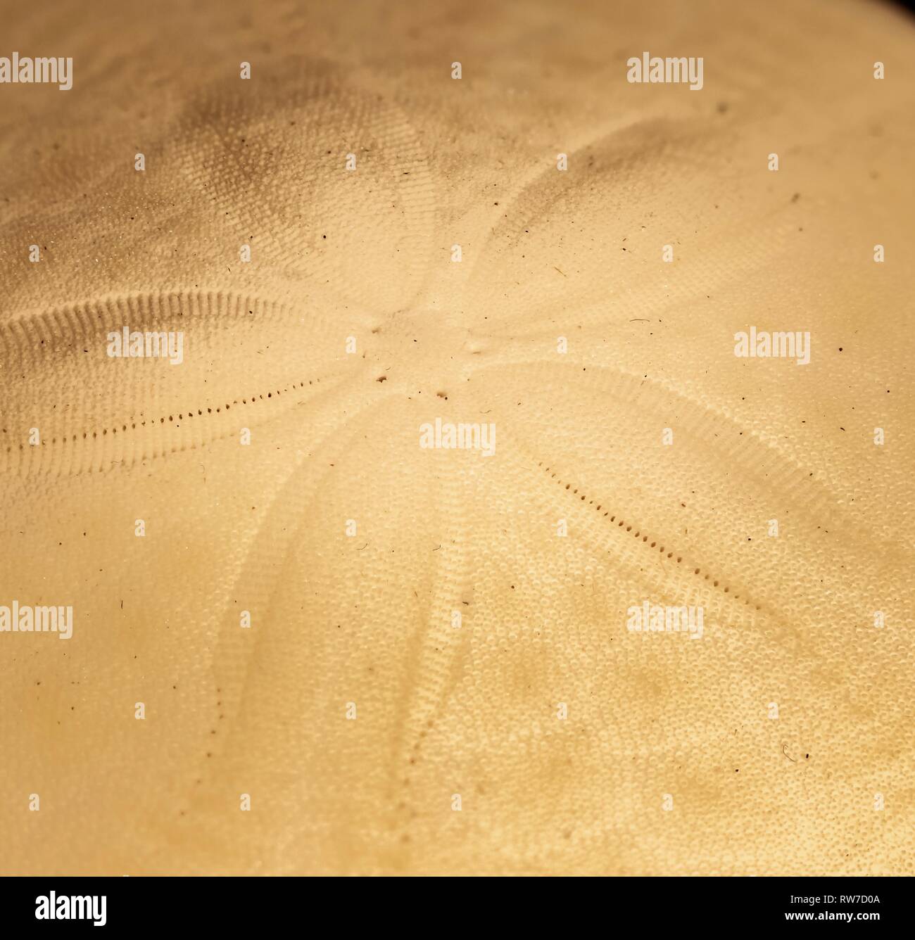 sand dollar detail closeup sea animal sea urchin Stock Photo - Alamy
