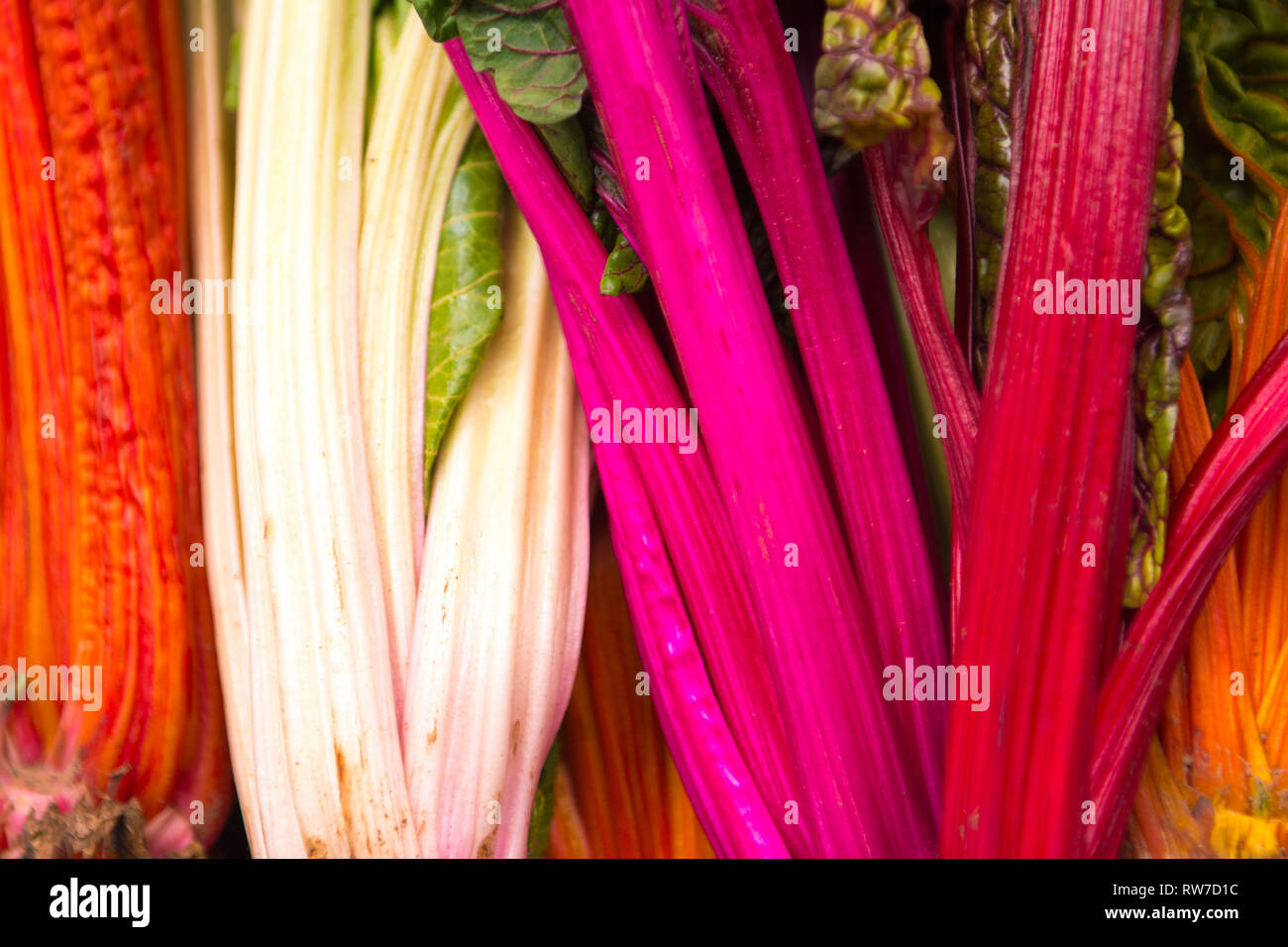 colourful swiss chard on display for using in restaurant kitche Stock ...