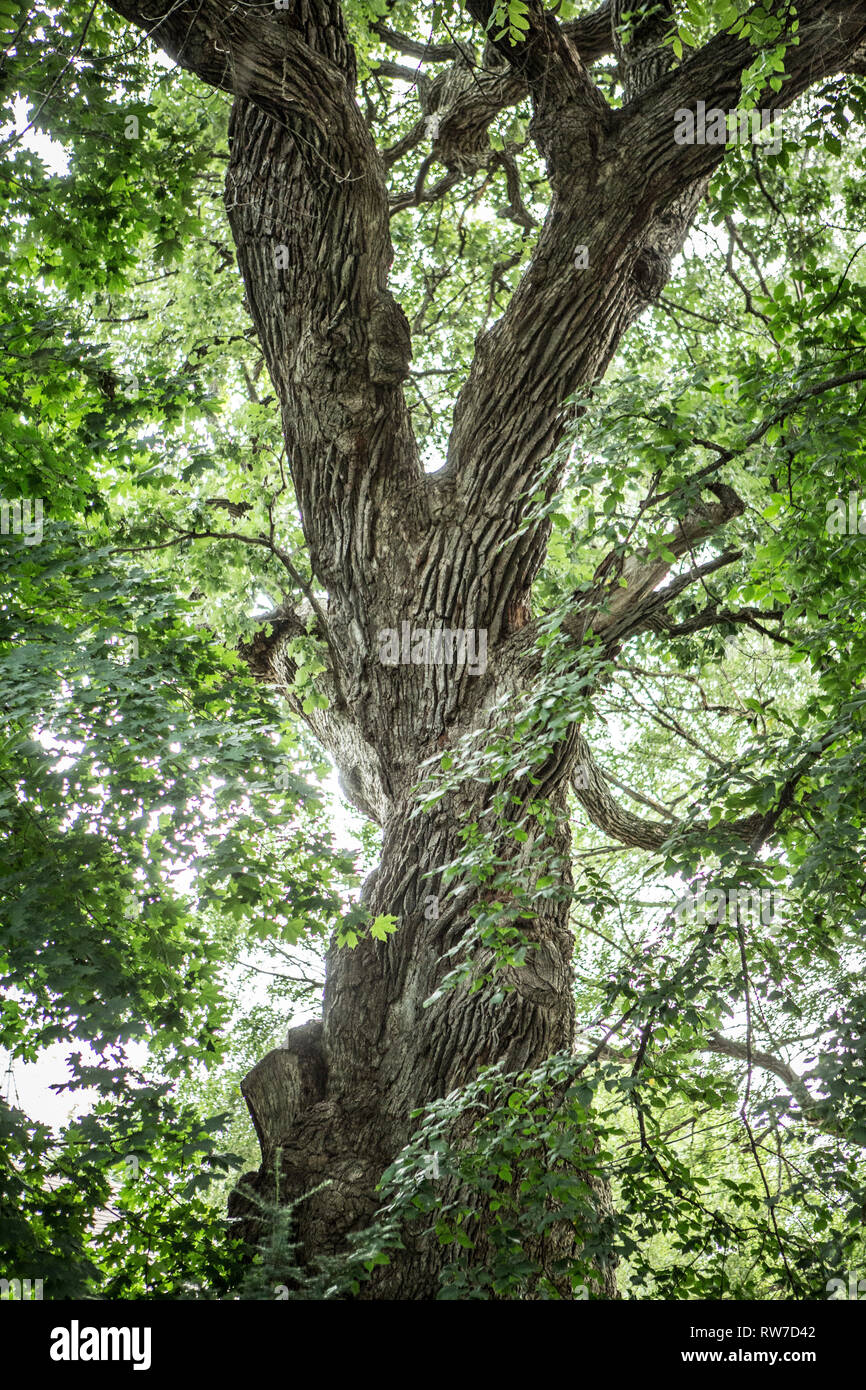 Low Angle View of Large Oak Tree Trunk and Limbs with Green Leaves ...