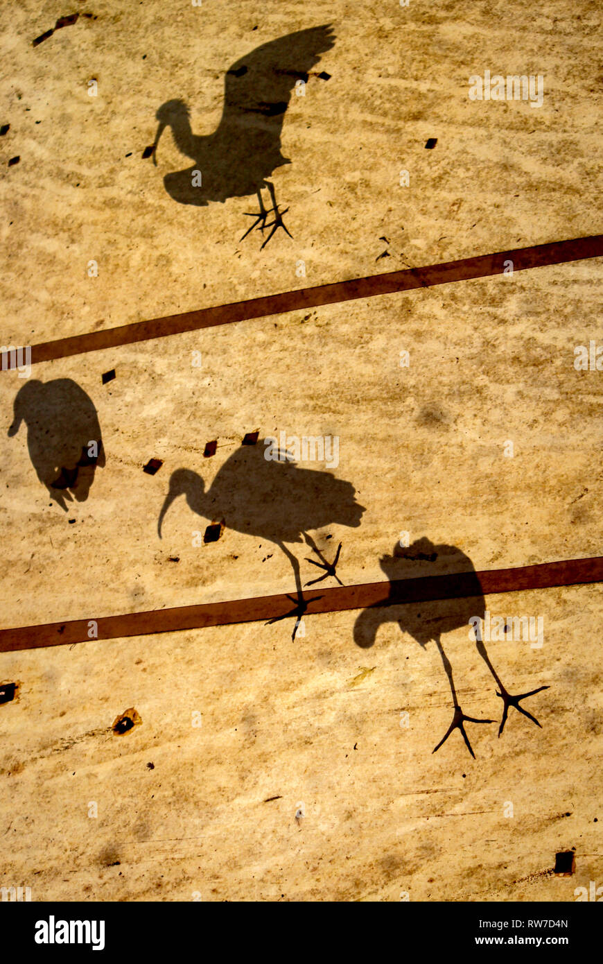 Shadows on tent hi-res stock photography and images - Alamy