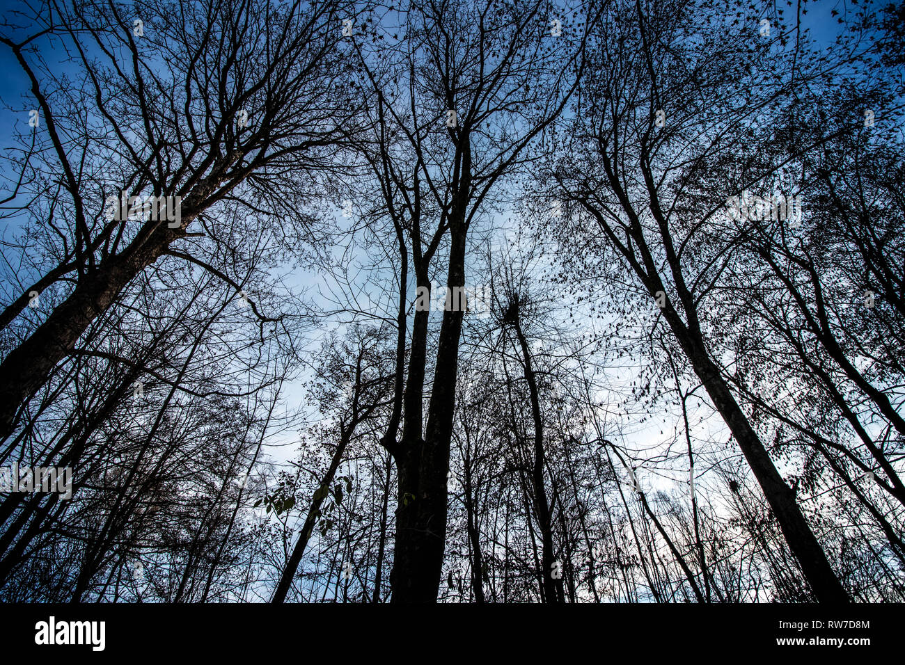 blue forest tree silhouettes background Stock Photo - Alamy