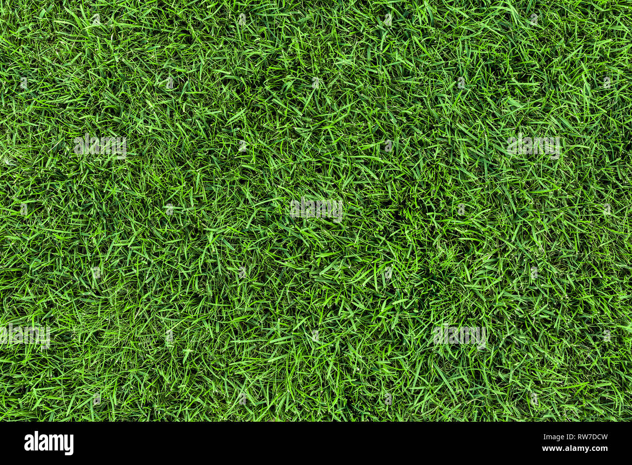 Dark Green Grass Texture