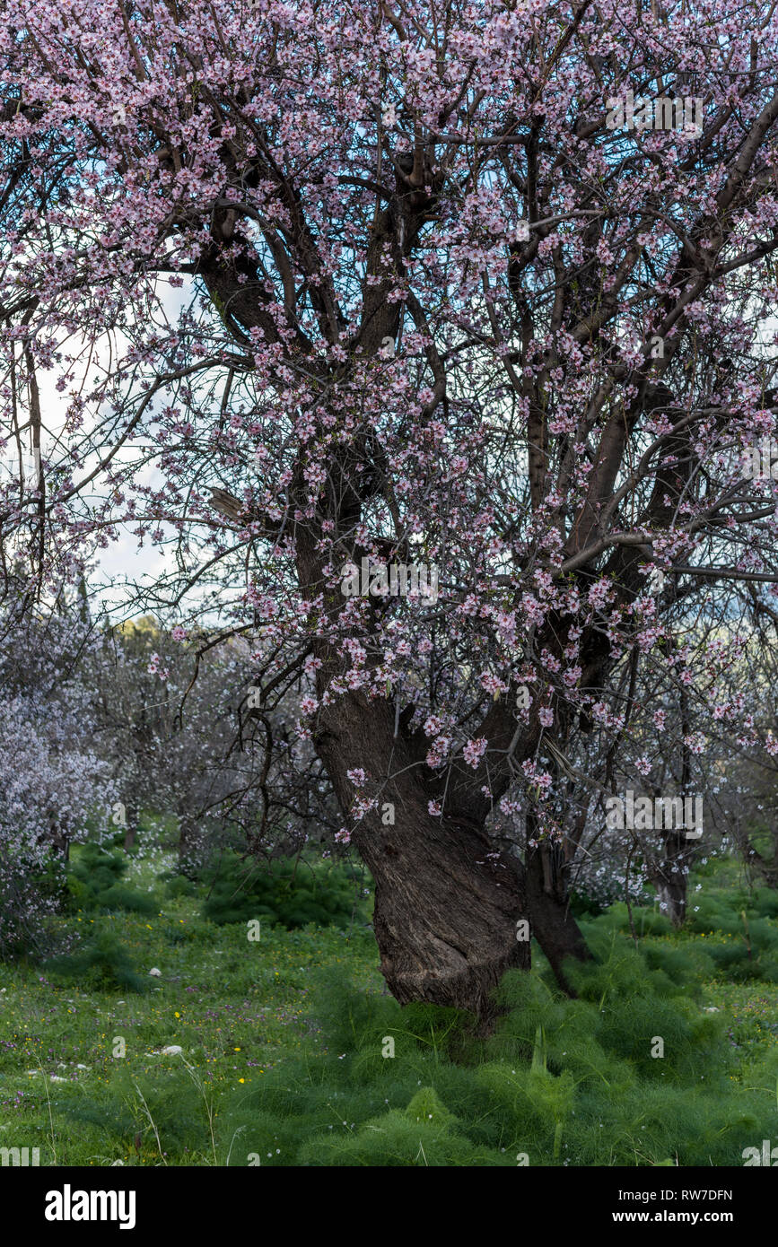 Almond trees blooming - pink - white flowers blue sky green grass in ...