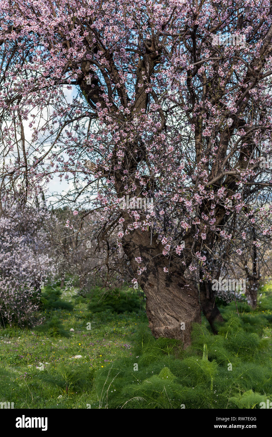 Almond trees blooming - pink - white flowers blue sky green grass in ...