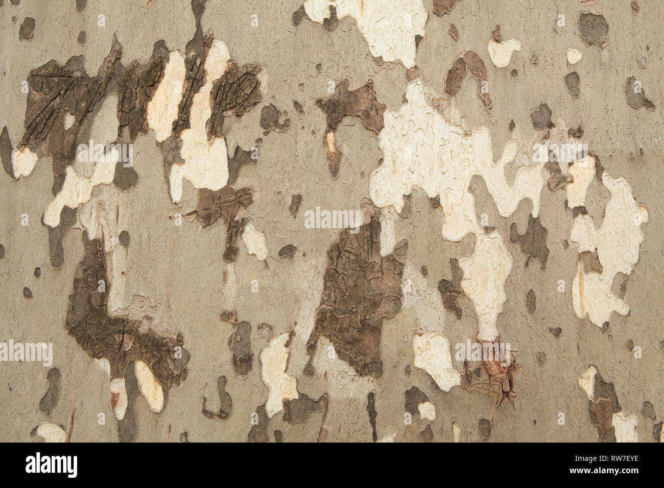 Sycamore Tree Bark Stock Photo - Alamy