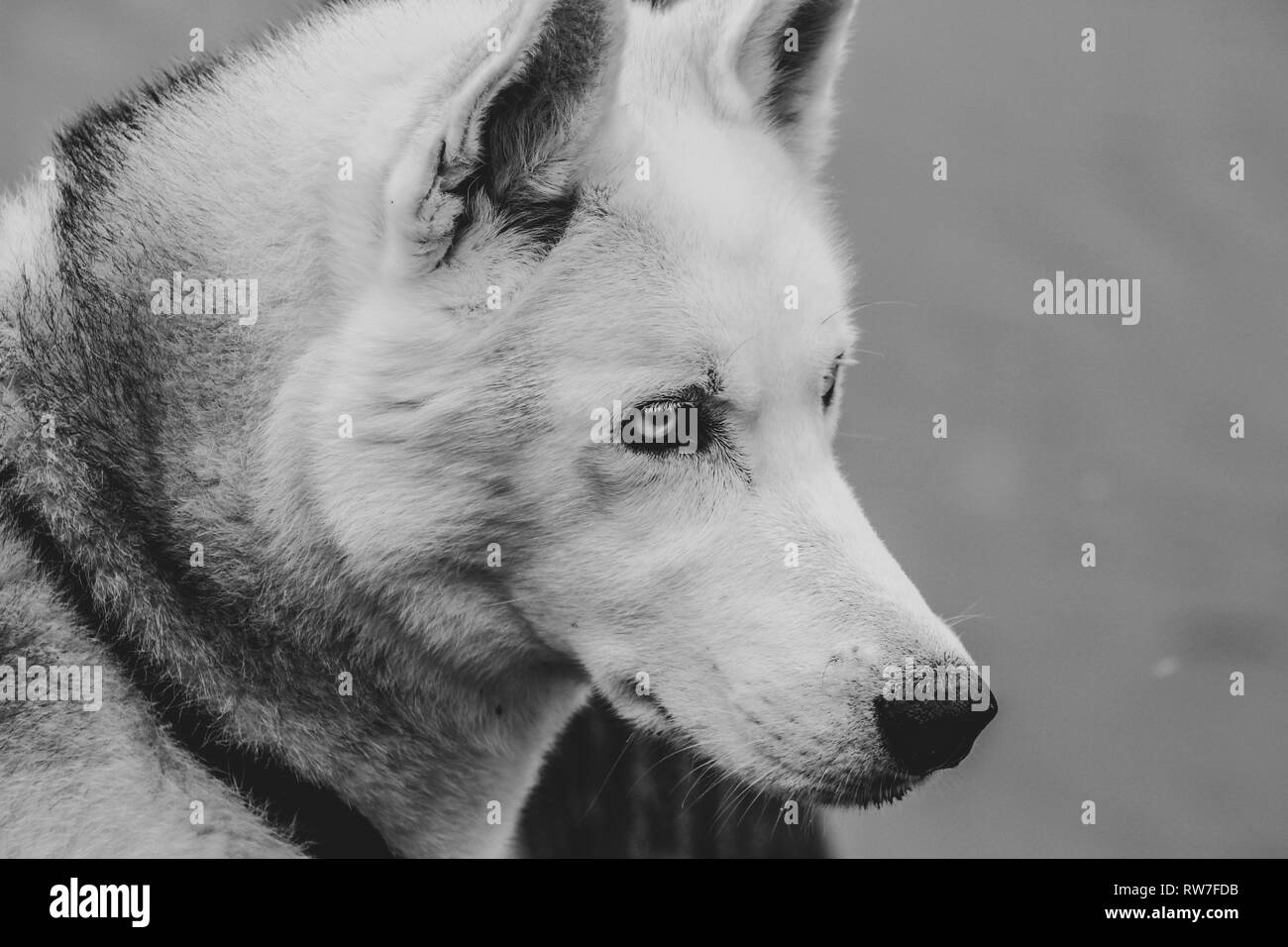 siberian husky studio shoot. isolated on gray Stock Photo - Alamy