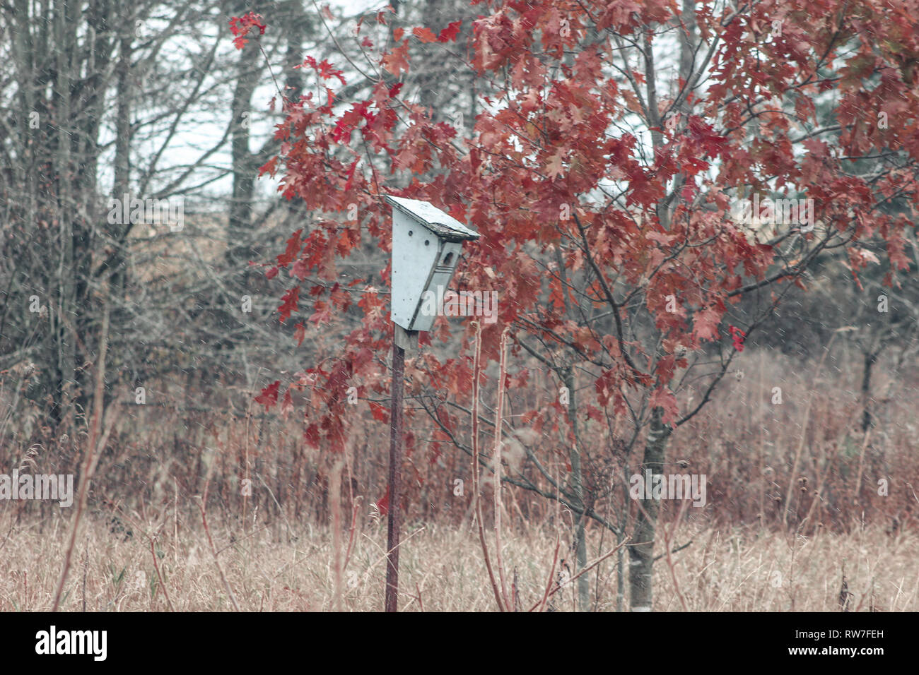 Bat boxes secured to tree in conservation area Stock Photo - Alamy