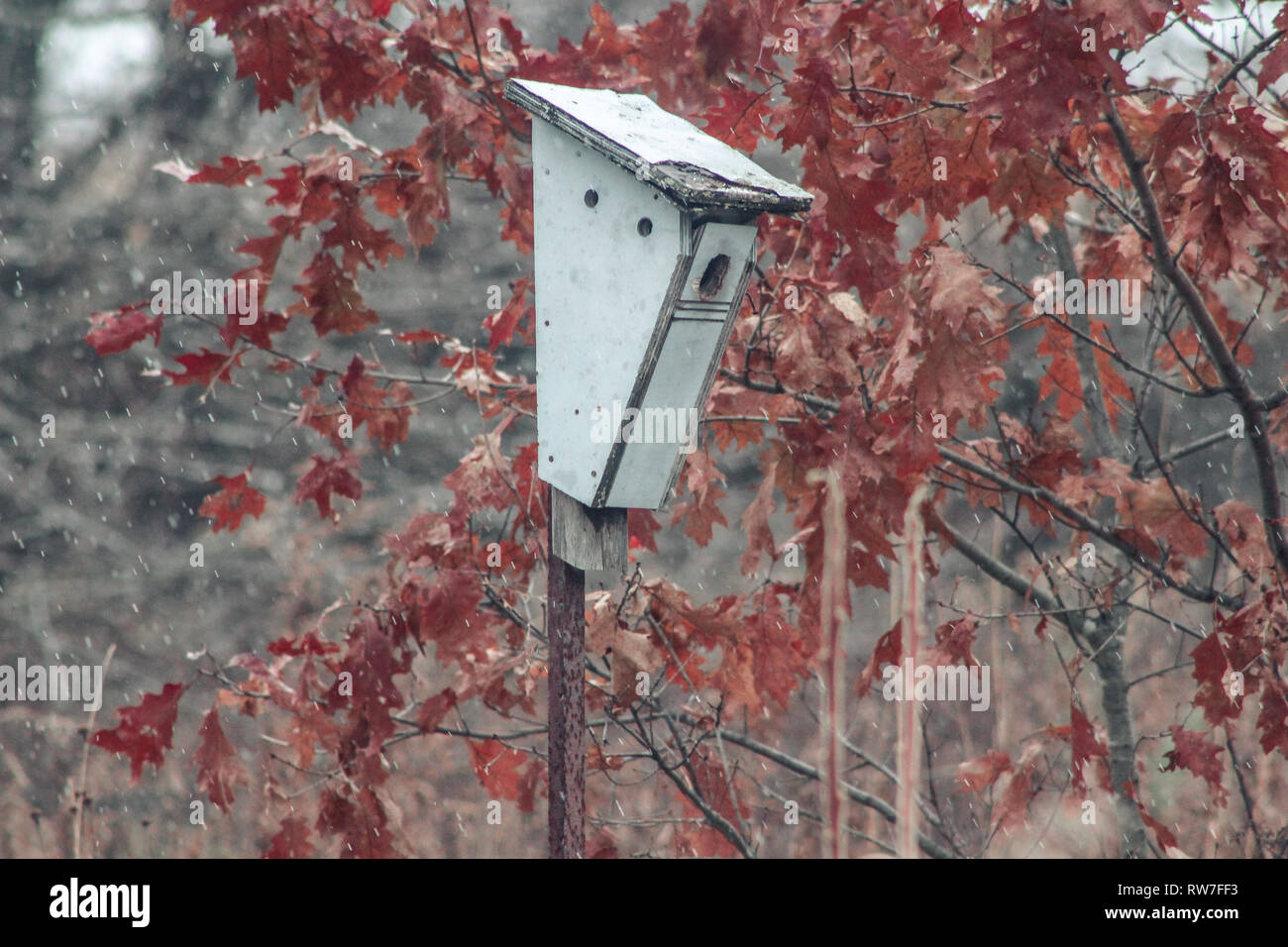 Bat boxes secured to tree in conservation area Stock Photo - Alamy