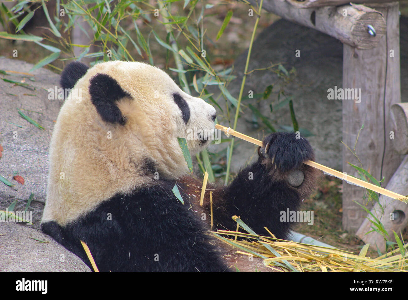Panda chewing bamboo these pandas are endangered due to habitat loss ...