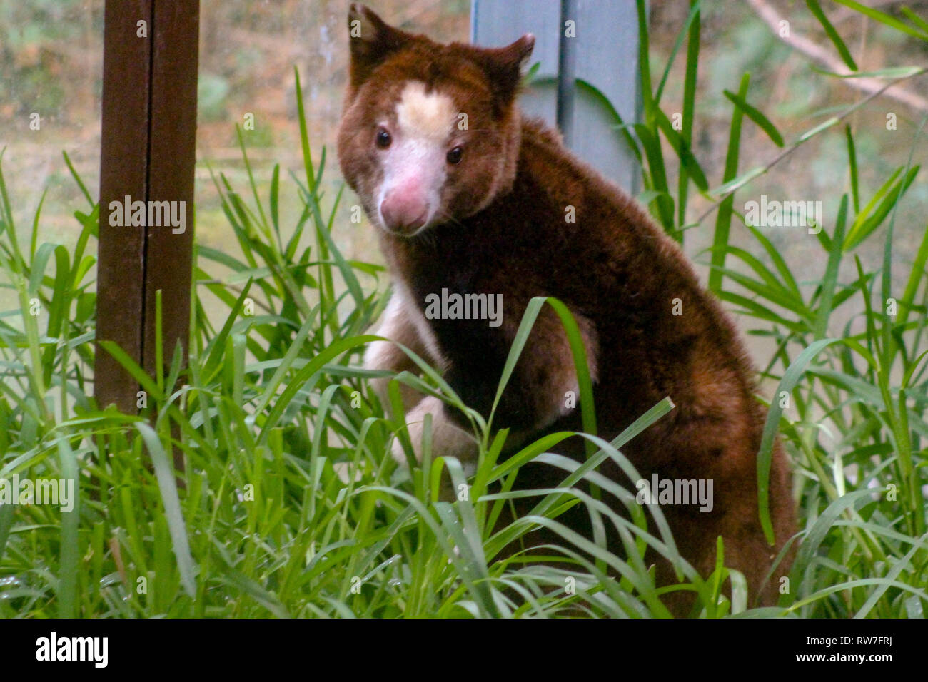 Native of Papua New Guinea, close up of a captive Matschie's Tree ...