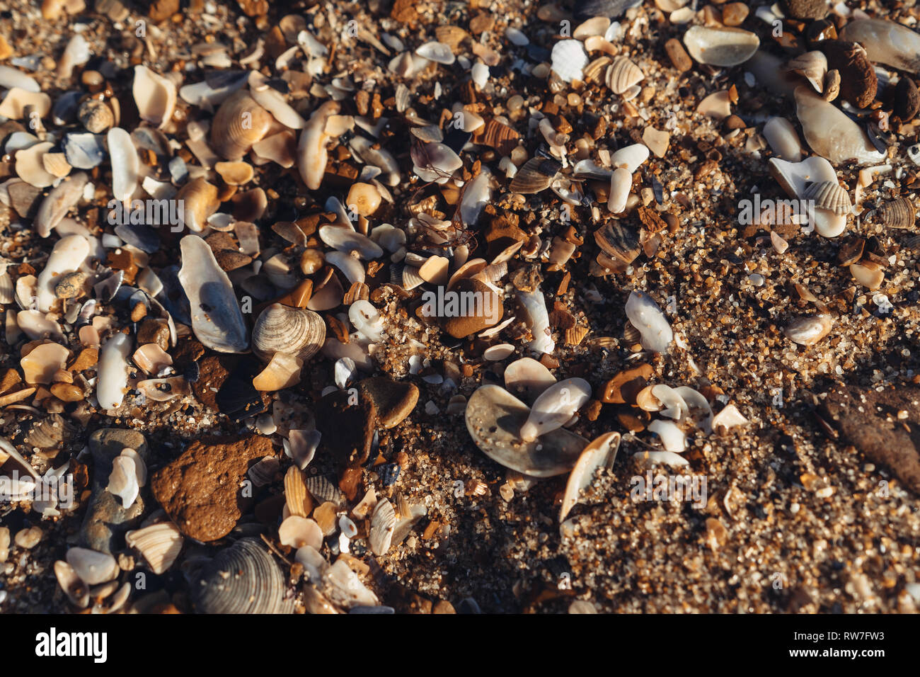 Broken clam shells hi-res stock photography and images - Alamy