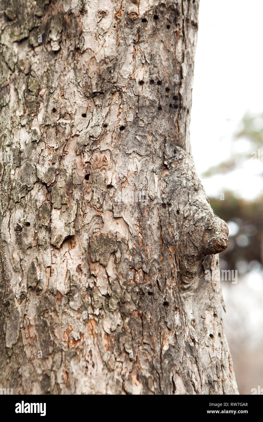 Insect holes hi-res stock photography and images - Alamy