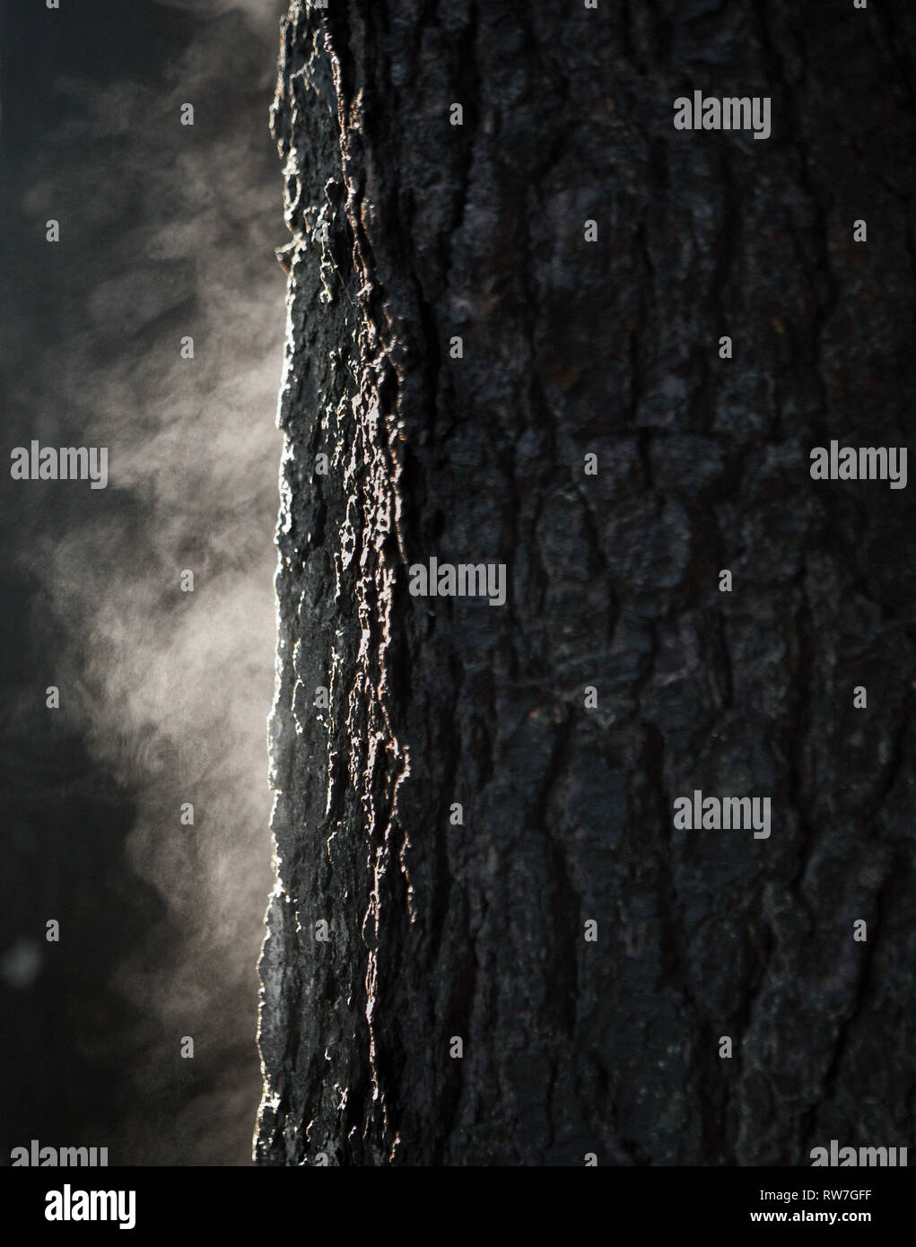 Sunlight Bouncing off Mist and White Pine Tree Bark Stock Photo - Alamy