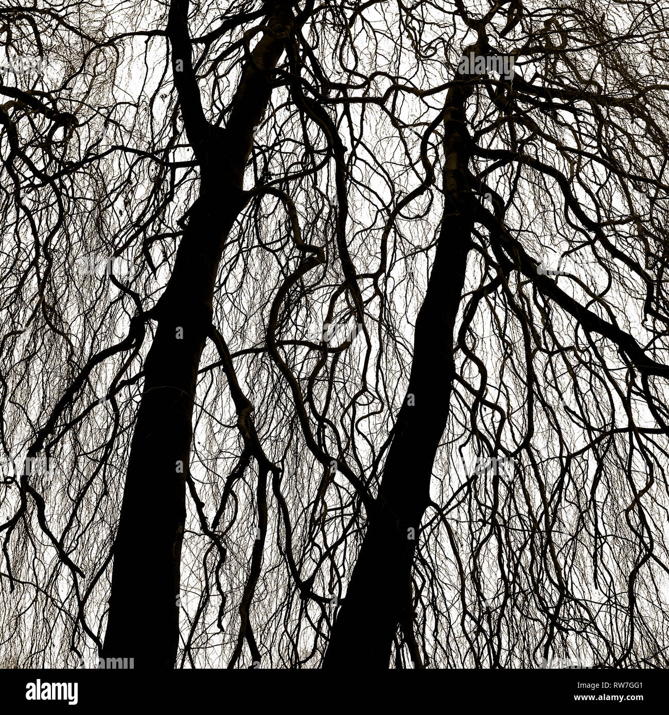 Copper birch tree hi-res stock photography and images - Alamy