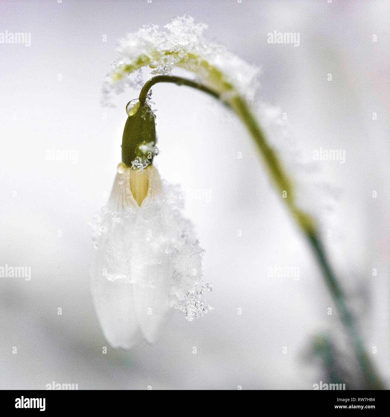 Outdoor flowre hi-res stock photography and images - Alamy