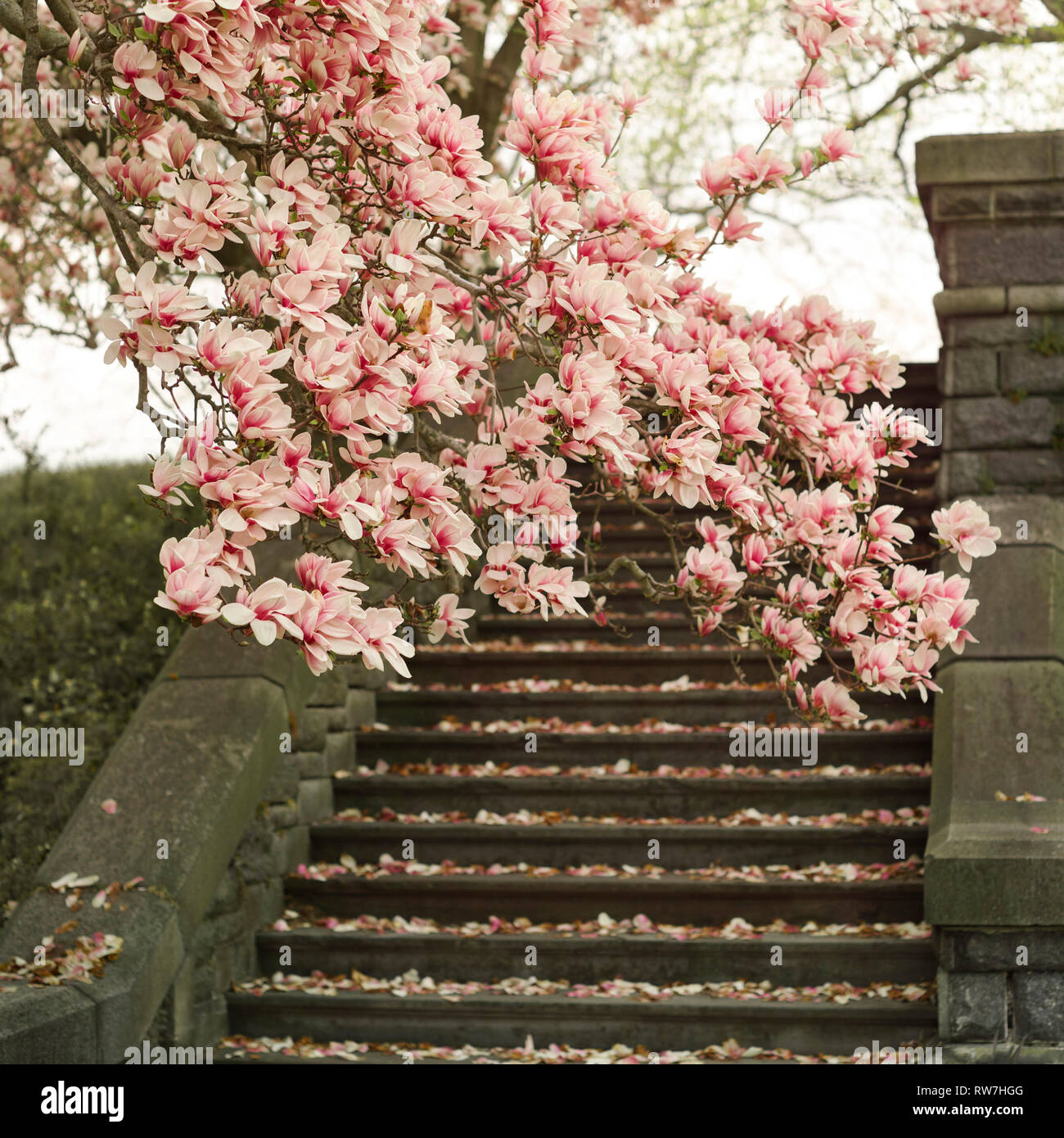 Blooming Magnolia Tree and Stone Steps Stock Photo - Alamy