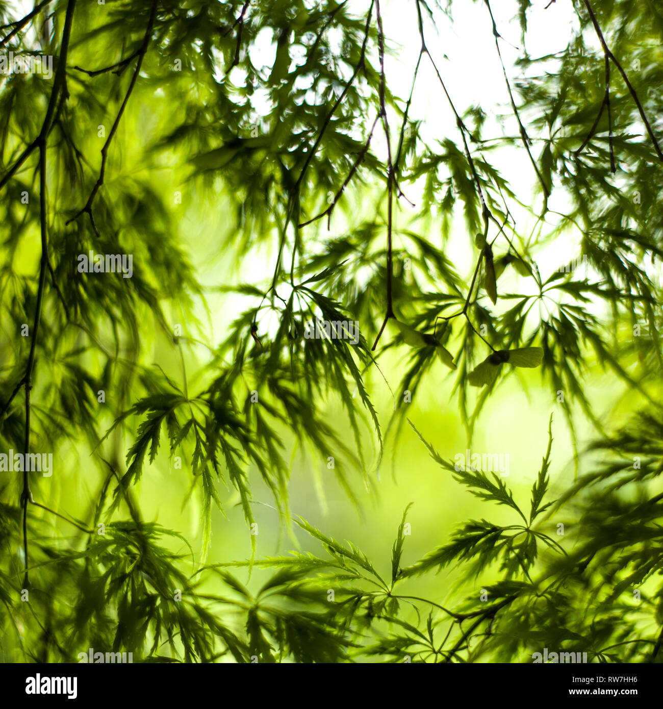 Green Japanese Maple Tree Leaves Stock Photo - Alamy