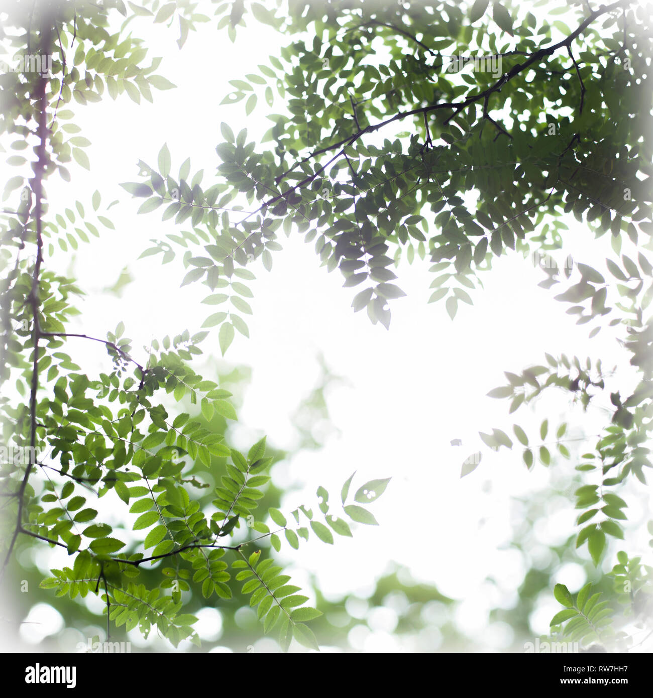 Pinnate green leaves hi-res stock photography and images - Alamy