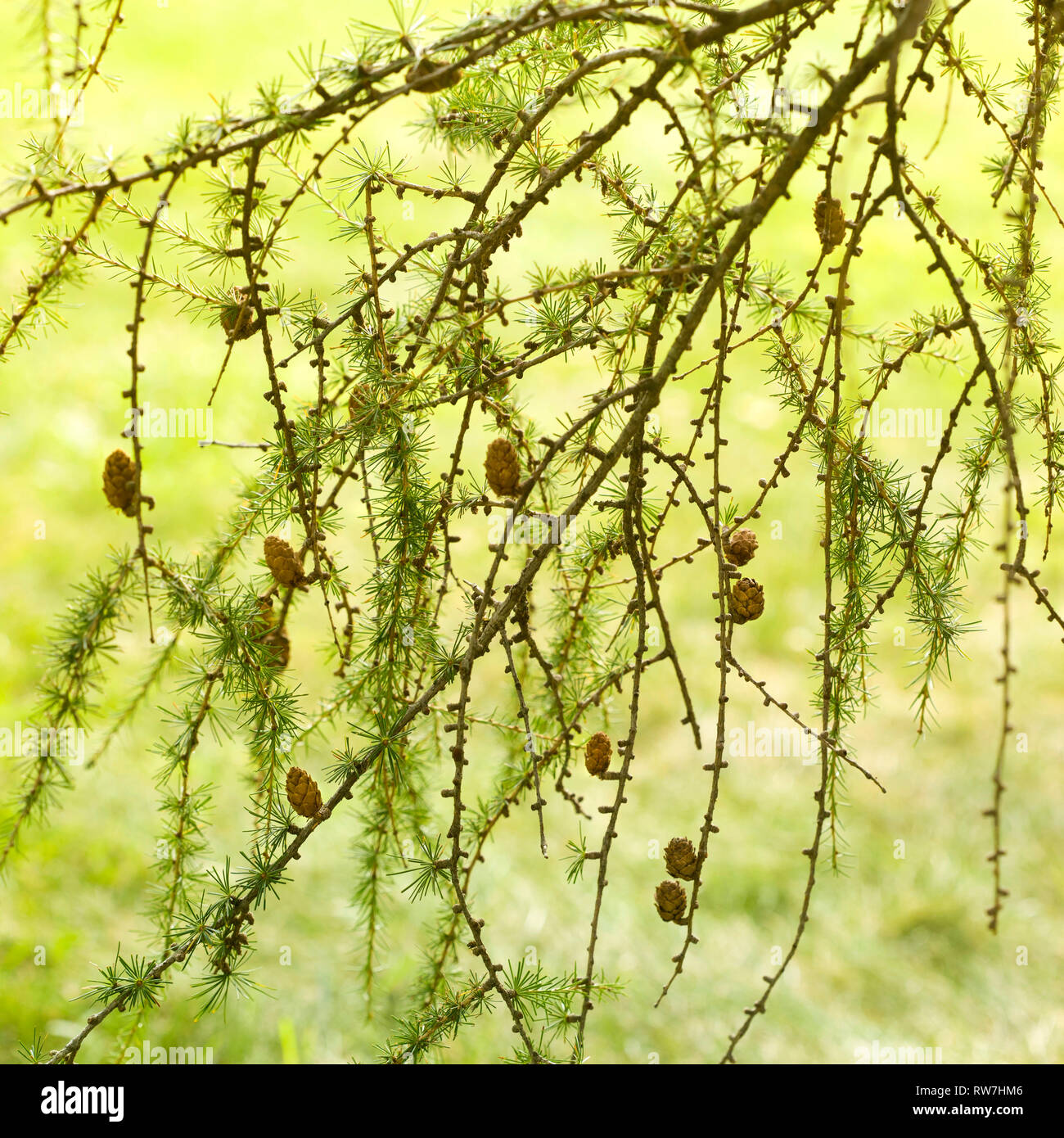 Lark tree hi-res stock photography and images - Alamy