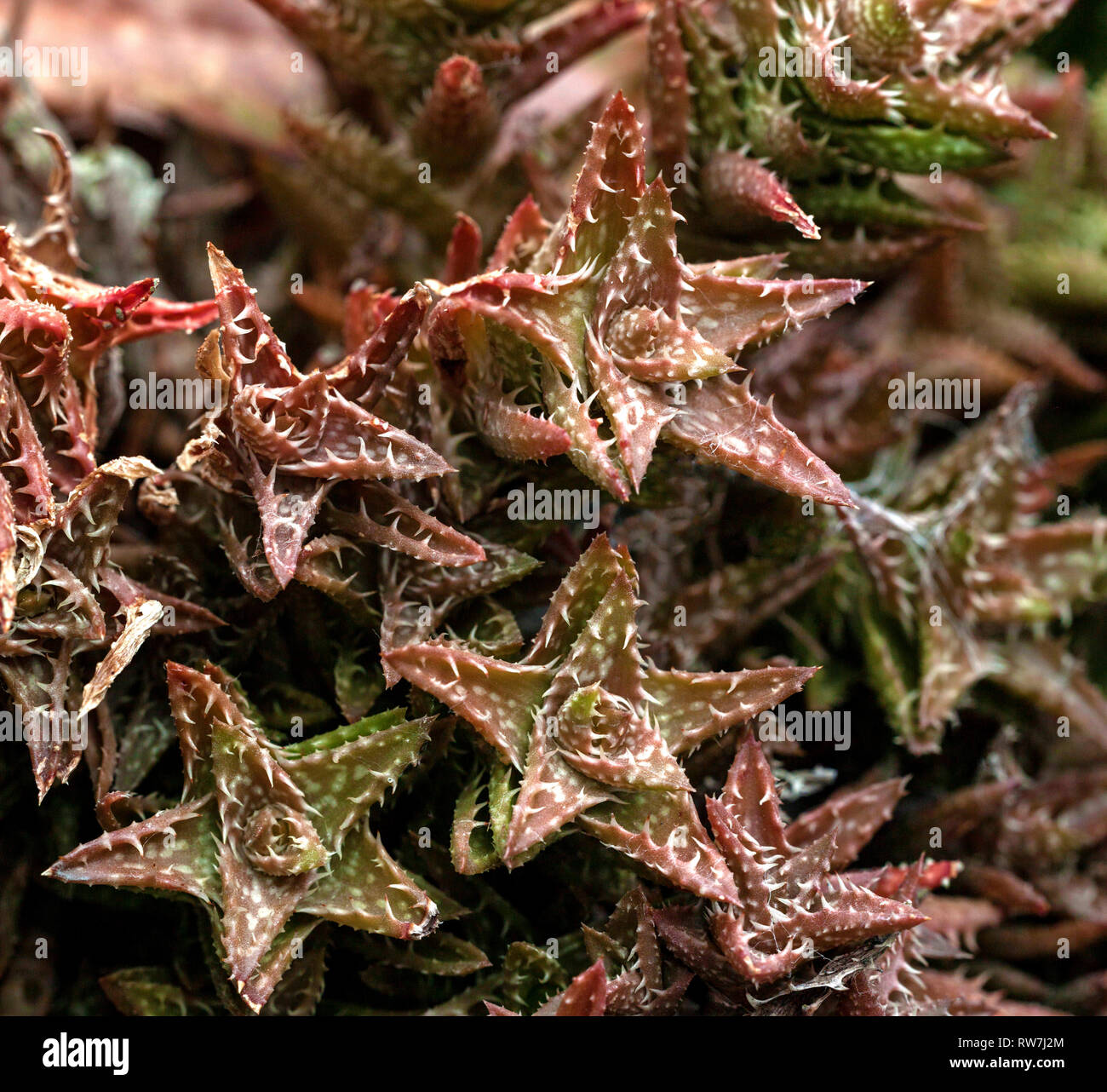 Star shaped succulent hi-res stock photography and images - Alamy