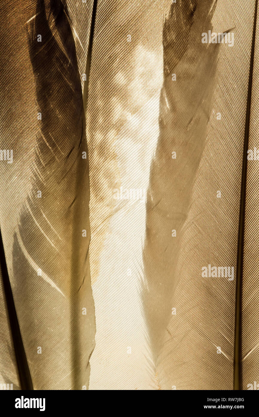 Transparent feathers texture close up Stock Photo - Alamy