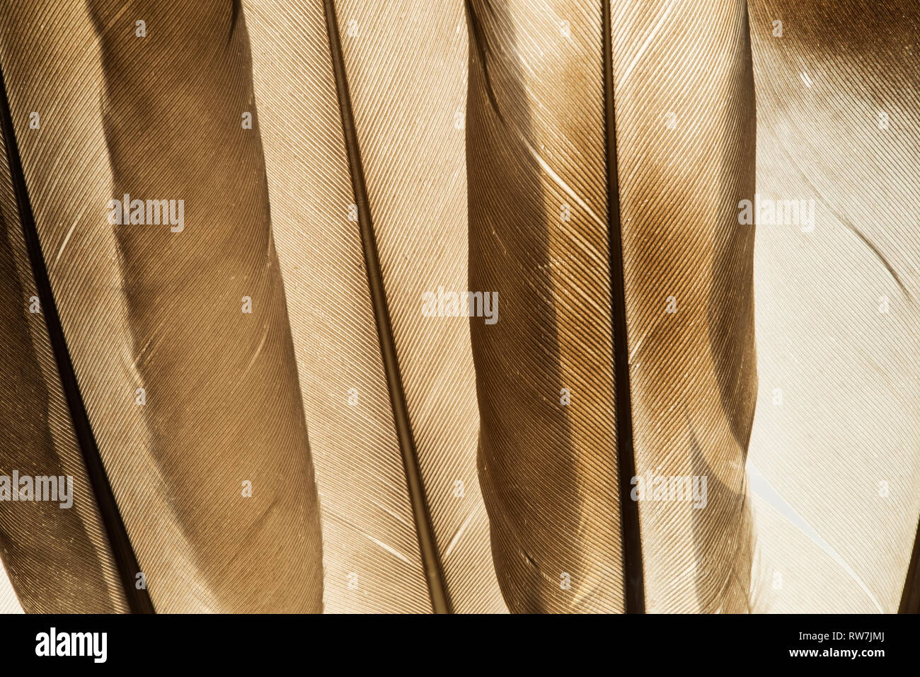 Transparent feathers texture close up Stock Photo - Alamy