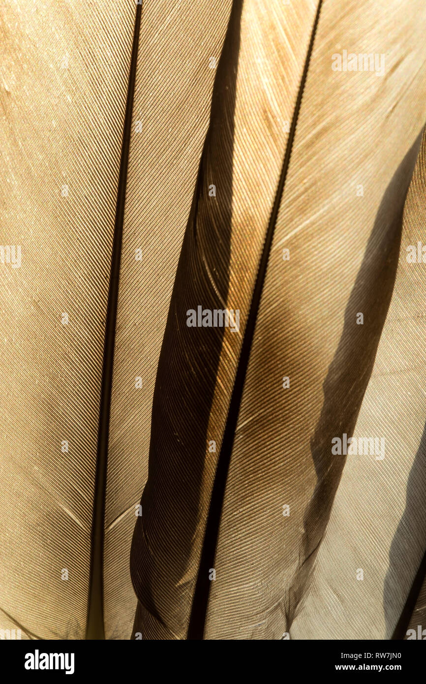 Transparent feathers texture close up Stock Photo - Alamy