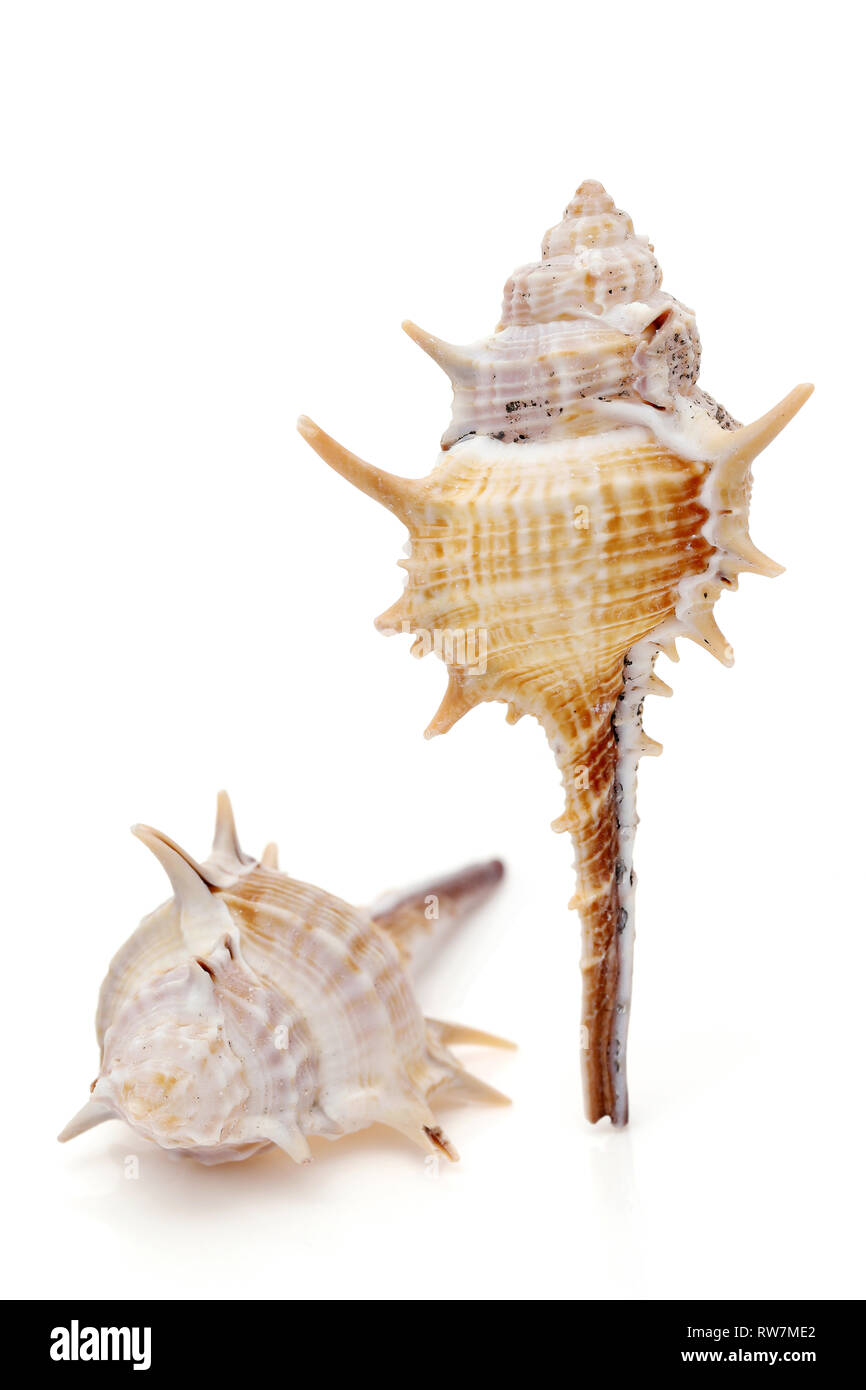 close up of spiny seashell on a white background Stock Photo - Alamy